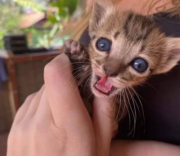 World Animal Welfare - Our Mission to Protect Animals Worldwide